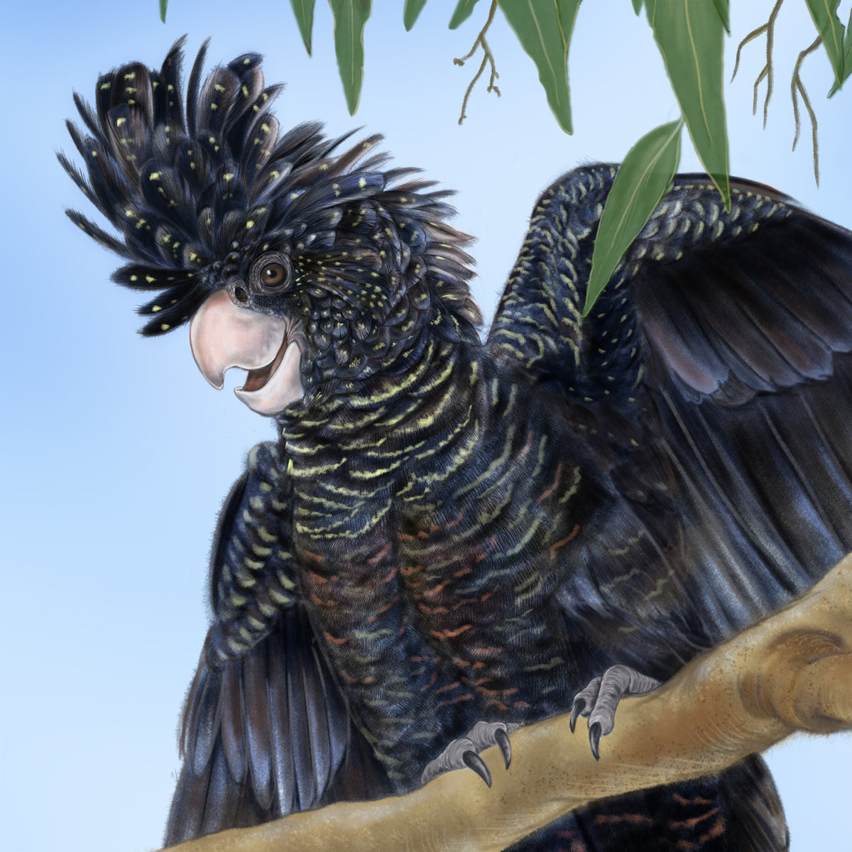 Red-tailed Black Cockatoo Downloadable Print – Drawing with Pri